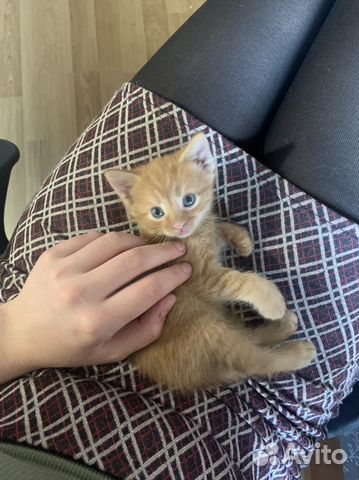 Котята и кошка