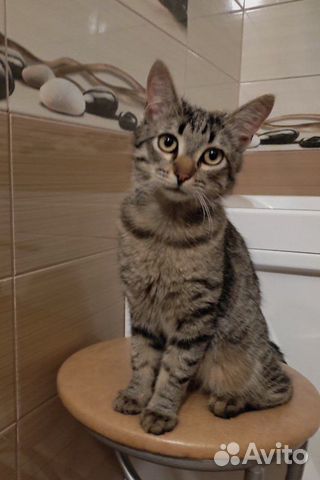 Котенок 5 мес ищет дом