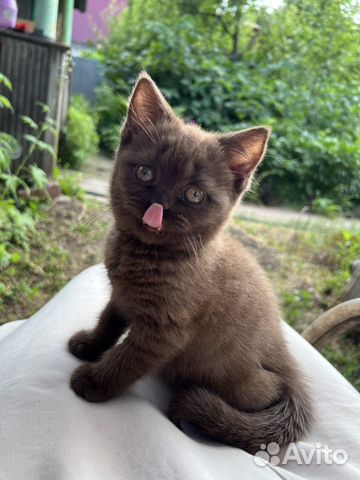 Британская кошка