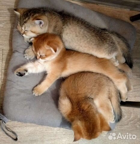 Котятки апельсинки