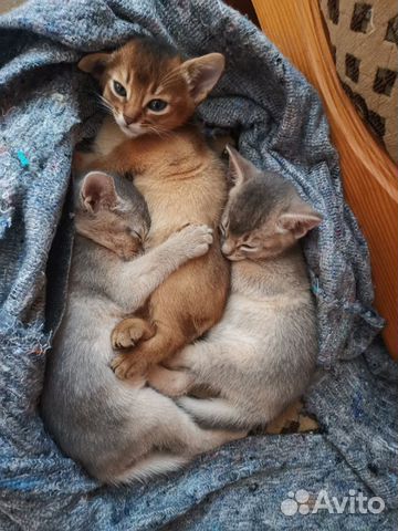 Абиссинские котята дикого и голубого окраса
