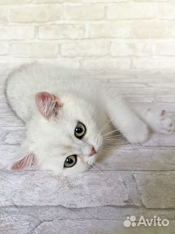 Британские котята драгоценных окрасов