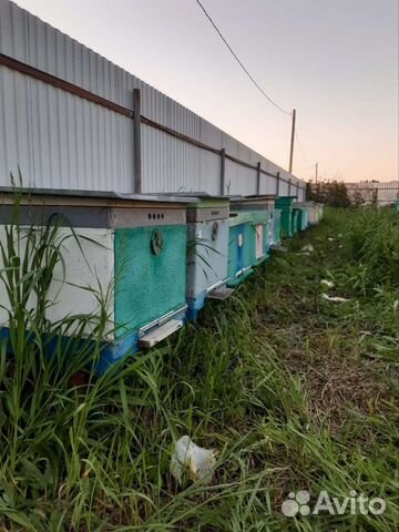 Пчелосемьи с ульями карника