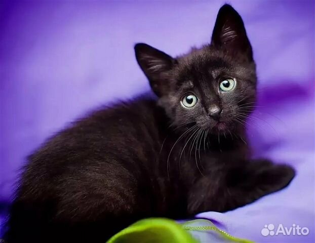 Отличные кошечки в хорошие руки