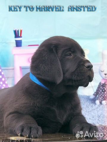 Идеальные крохи (черные И шоколадные)