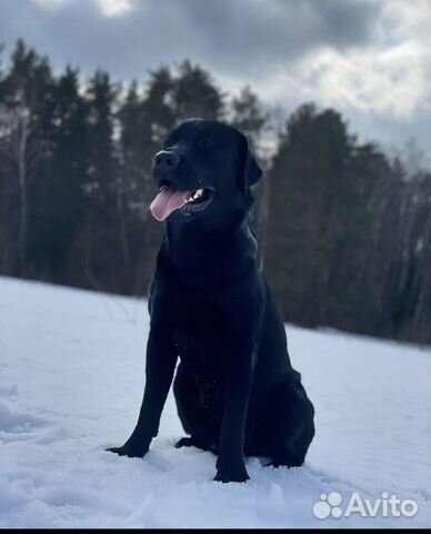 Ищем сучку для вязки бесплатно