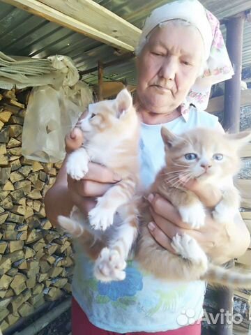 Котята в добрые руки