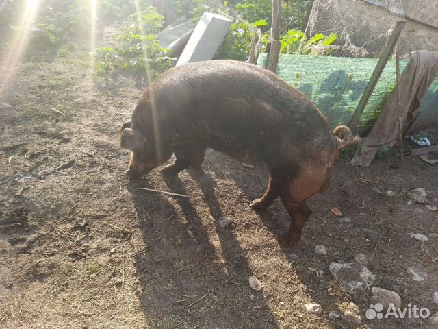 Продаю хряка