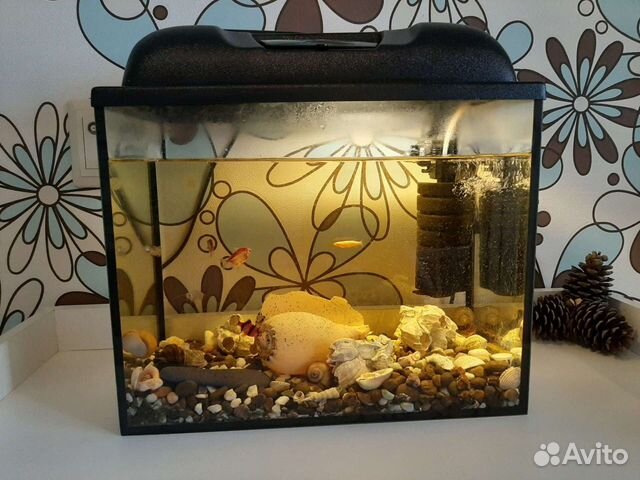 Аквариум с рыбками