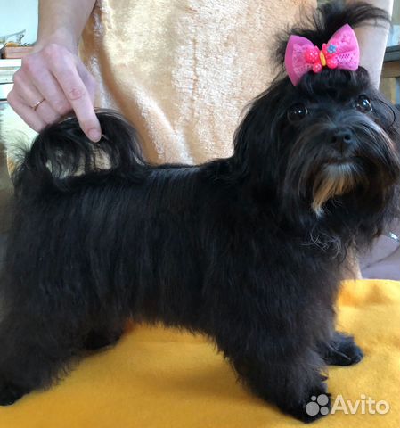 Чёрная девочка Мальтипу F1