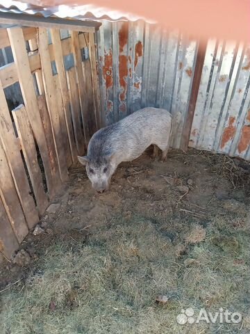 Вьетнамский поросенок