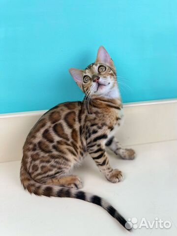 Бенгальские котята Велес и Василиса