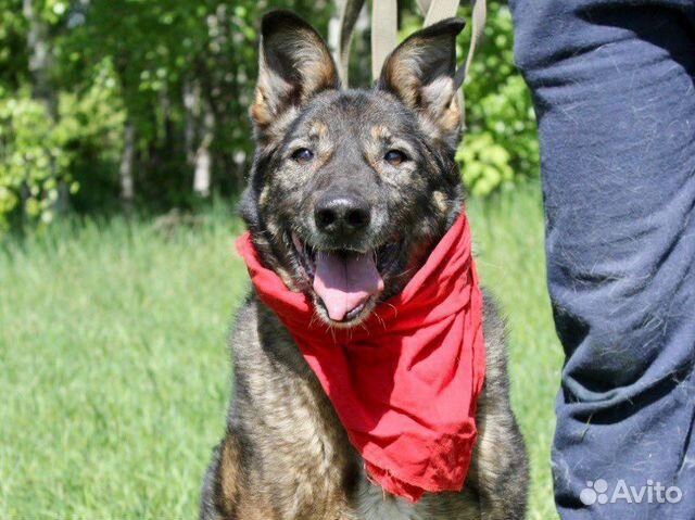 Беззубый пес никому не нужен