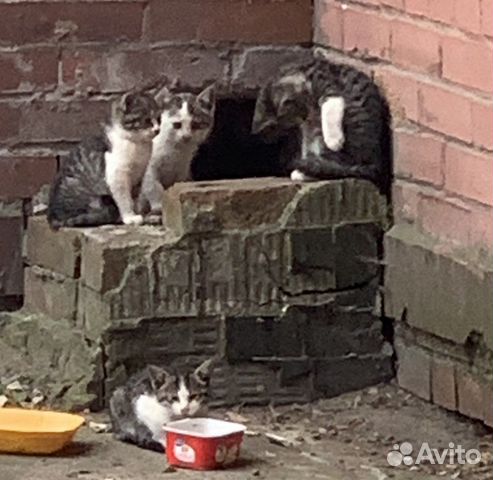 Котенок 1 5 месяца