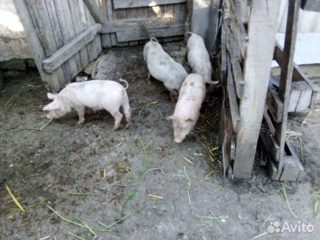 Поросенок ландрас