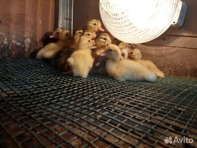 Индоутята суточные