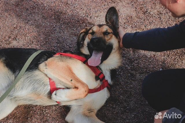 Арчи, собака в добрые руки бесплатно