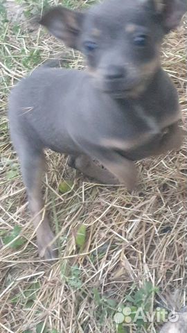 Щенки-девочки в добрые руки