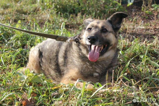 Возрастная собака мечтает стать любимой