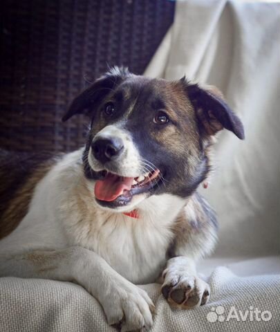 Красотка Куки в добрые руки щенок 8 мес