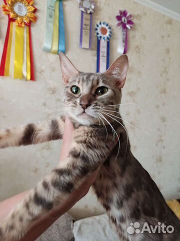 Пристраивается в хорошие руки бенгальская кошка