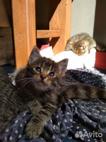 Котята в добрые руки бесплатно