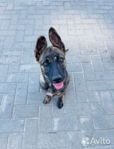 Щенок метис овчарки