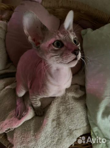 Котята корниш-рекс