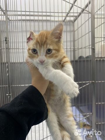 Рыжий котенок в добрые руки