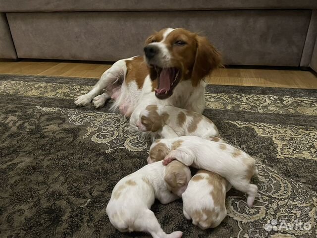 Эпаньоль бретон