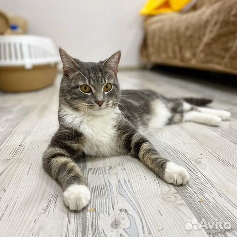 Кот в добрые руки