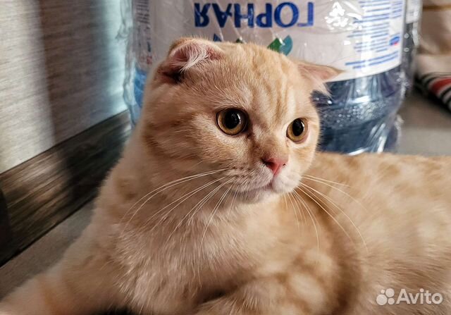 Шотландский кот