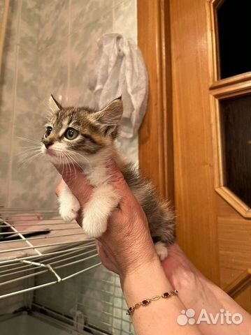 Отдам девчонку в лучшие добрые ручки