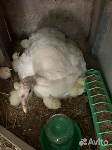 Индюшка с индюшатами