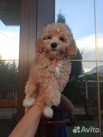 Мальтипу Ф1 мальчик яркий карамелька