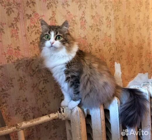 Зеленоглазая фея Зоя