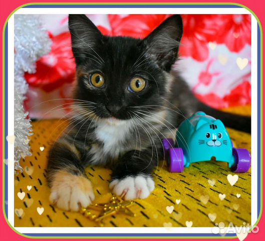 Котёнок Бусинка в добрые руки