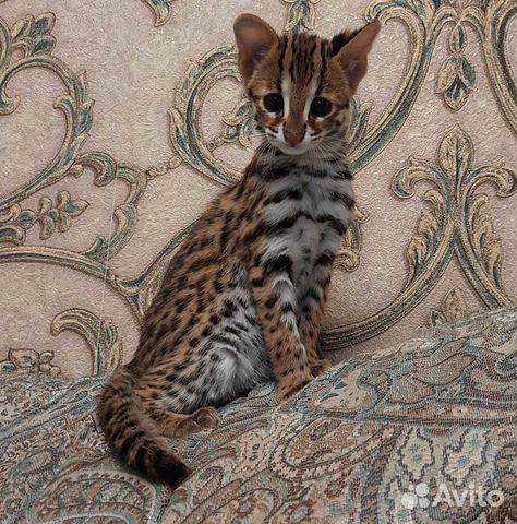 Котята алк ручные, ласковые