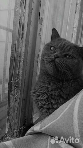 Бесплатно отдам Британскую кошку, девочка, 7 лет
