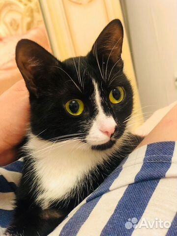 Молоденькая киска Ася ищет дом