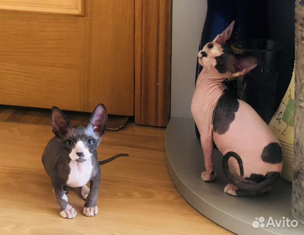 Канадский сфинкс