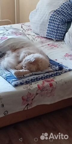 Коты для вязки, персидский