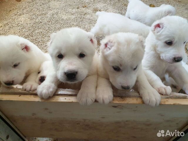 Щенки алабая Самара