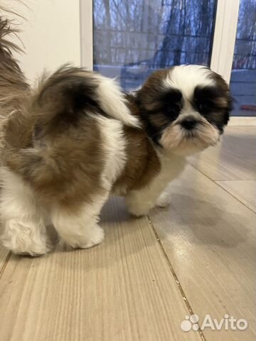 Мальчик ши-тцу