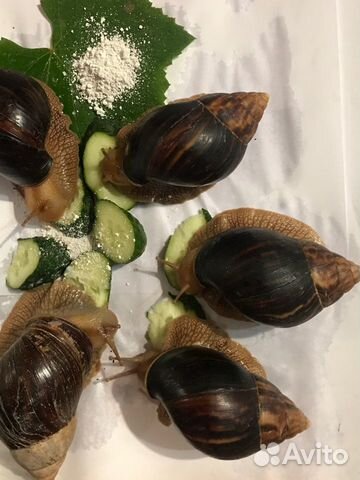 Улитки ахатины