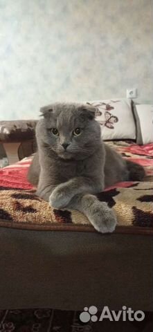 Шотландский вислоухий кот
