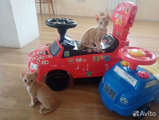 Котята 2,5 месяца