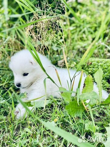 Самоеды щенки