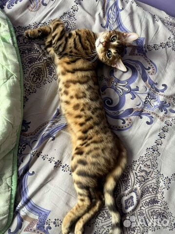 Бенгальская