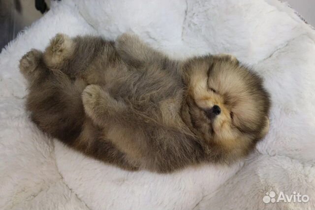 Померанский шпиц. Мальчик Рич